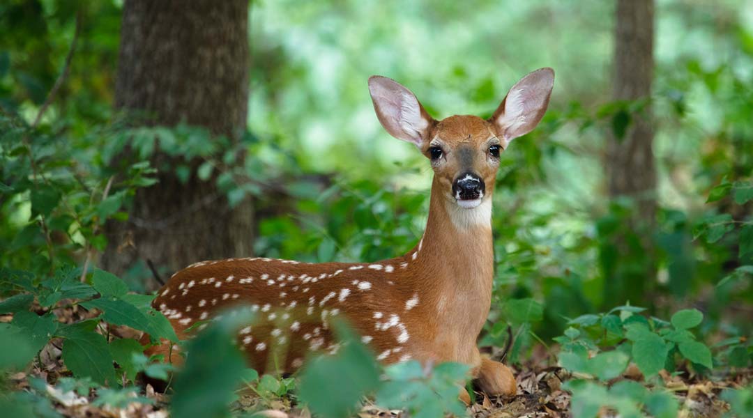 About Tick-borne Conditions United | Tick-Borne Conditions United